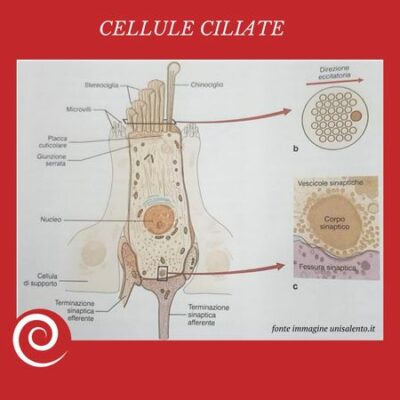 Cosa sono le cellule ciliate - Acustica Vecchini