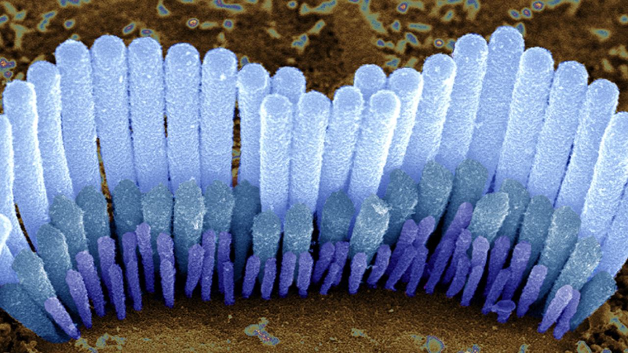 Cosa sono le cellule ciliate - Acustica Vecchini